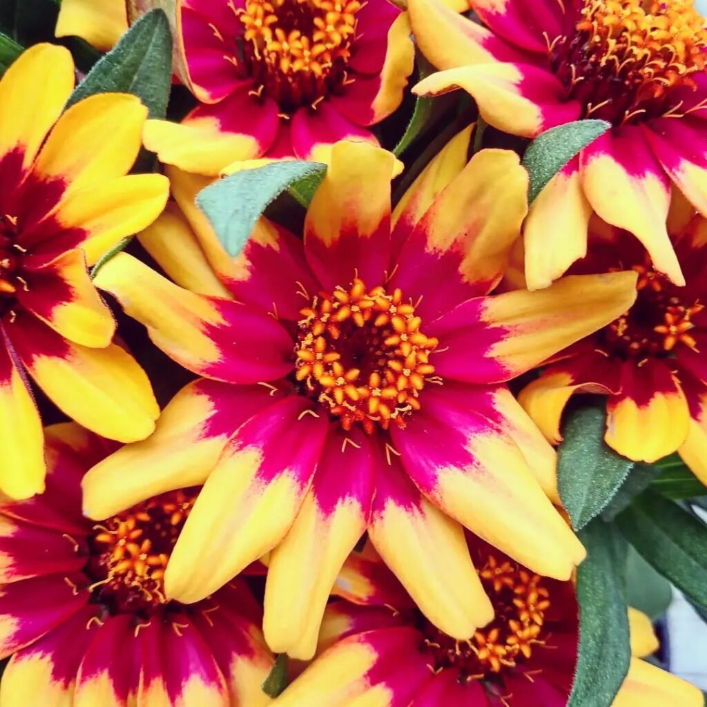 16 Popular Types Of Zinnia Pictorial Guide