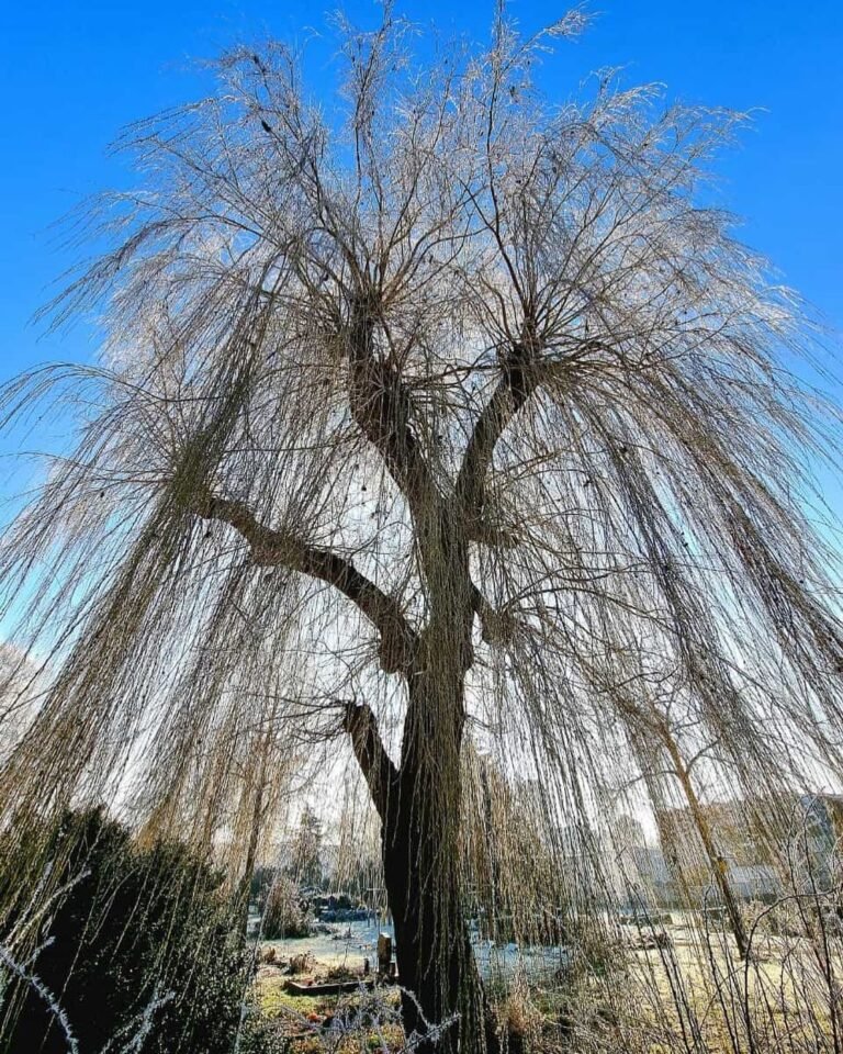20 Popular Types Of Salix Pictorial Guide