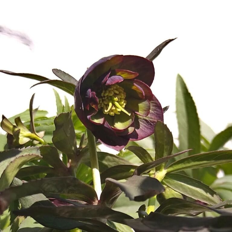 20 Types Of Helleborus Pictorial Guide
