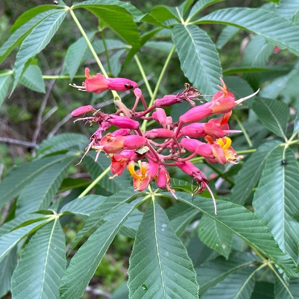 15 Popular Types Of Aesculus Pictorial Guide