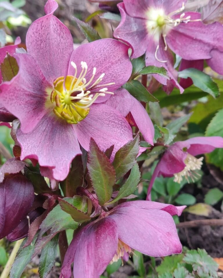 20 Types Of Helleborus Pictorial Guide