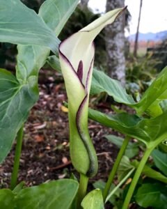 18 Popular Types Of Arum Pictorial Guide