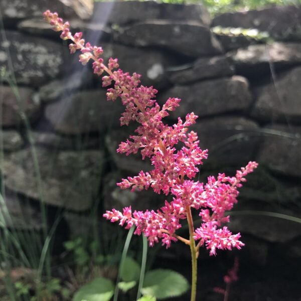 20 Popular Types Of Astilbe Pictorial Guide
