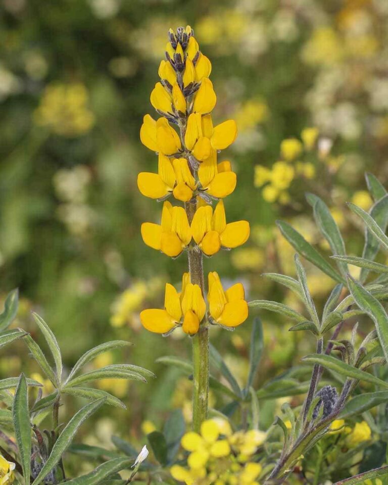 20 Popular Types Of Lupinus Pictorial Guide