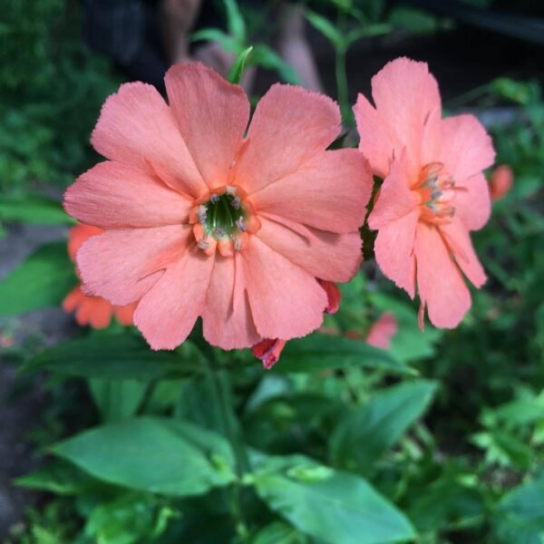 20 Popular Types Of Lychnis Pictorial Guide