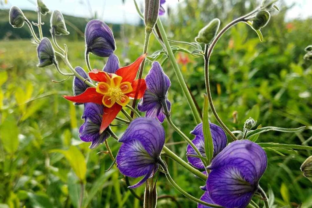 15 Popular Types Of Aconitum Pictorial Guide
