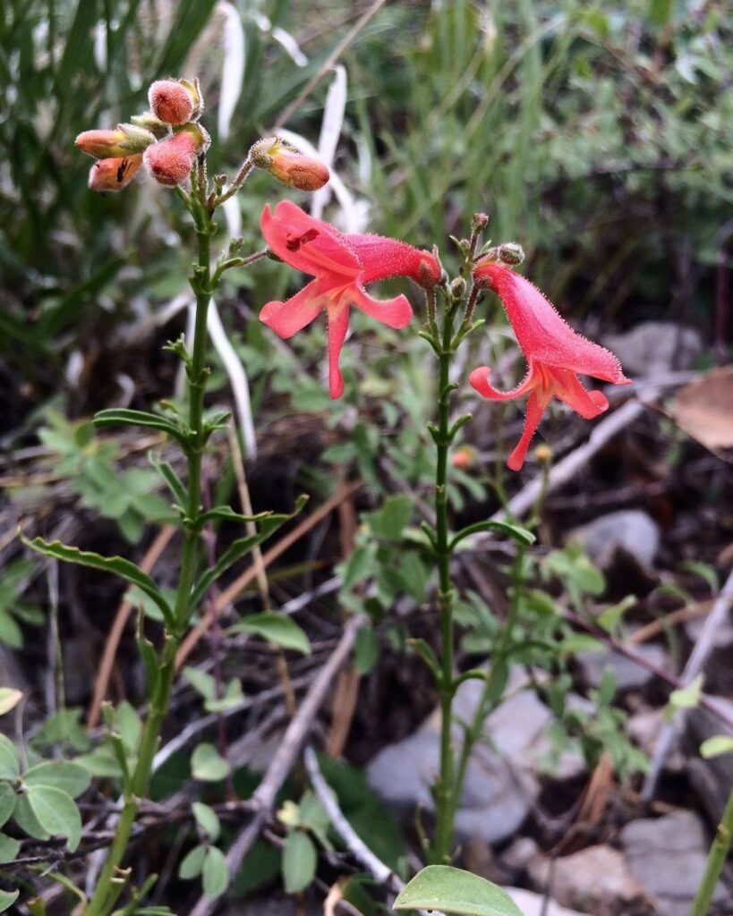 30 Popular Types Of Penstemon Pictorial Guide