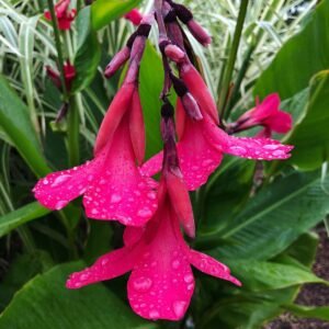 22 Popular Types Of Canna Pictorial Guide