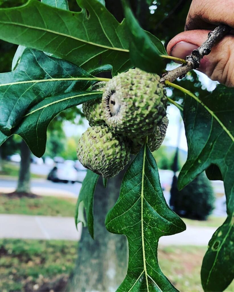 25 Popular Types of Quercus Pictorial Guide