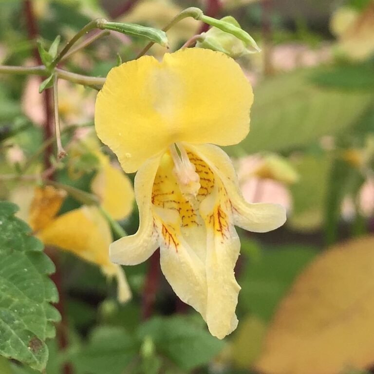 29 Popular Types Of Impatiens Pictorial Guide