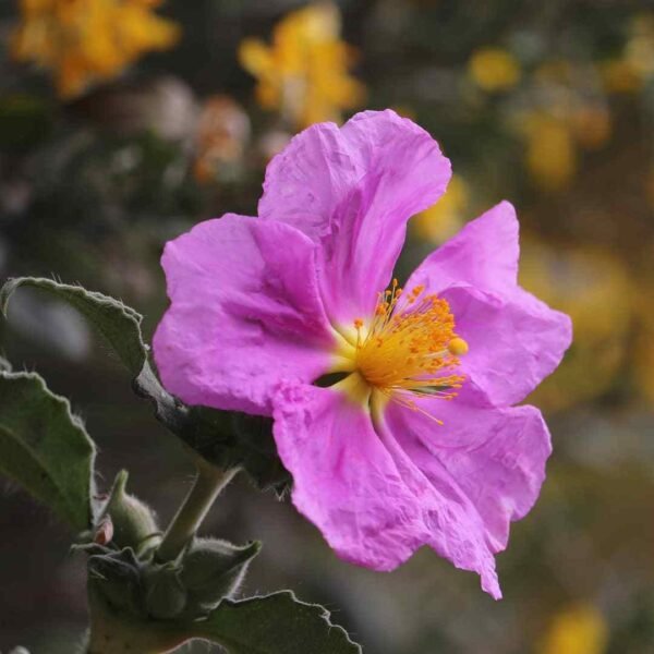 20 Popular Types Of Cistus Pictorial Guide