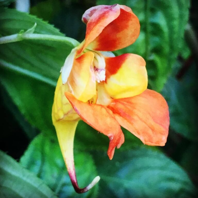 29 Popular Types Of Impatiens Pictorial Guide