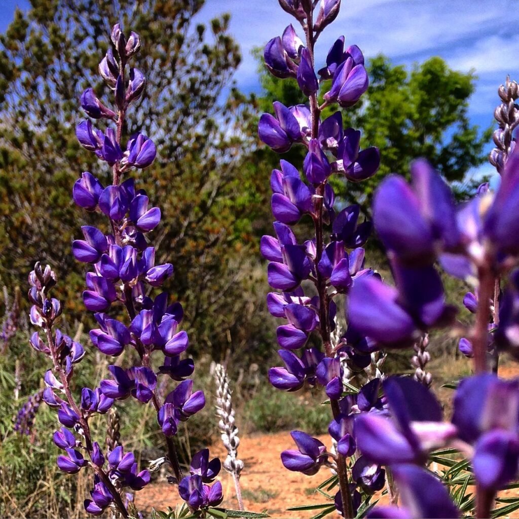 20 Popular Types Of Lupinus Pictorial Guide