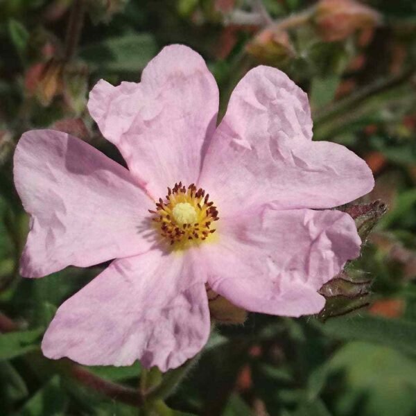 20 Popular Types Of Cistus Pictorial Guide