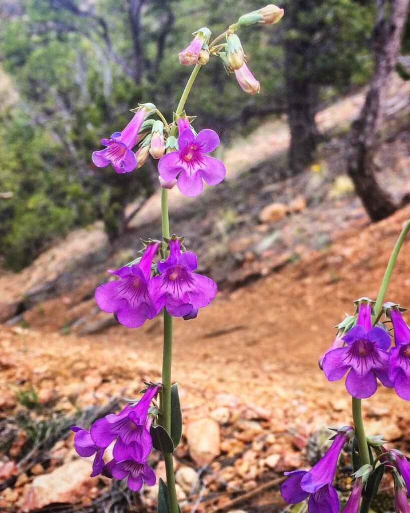 30 Popular Types Of Penstemon Pictorial Guide