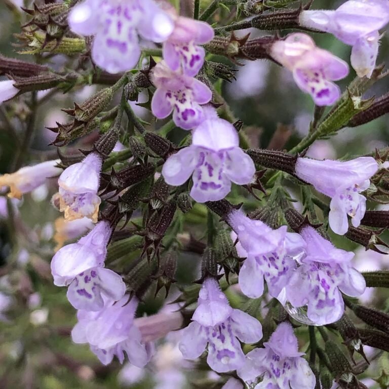 30 Popular Types Of Penstemon Pictorial Guide