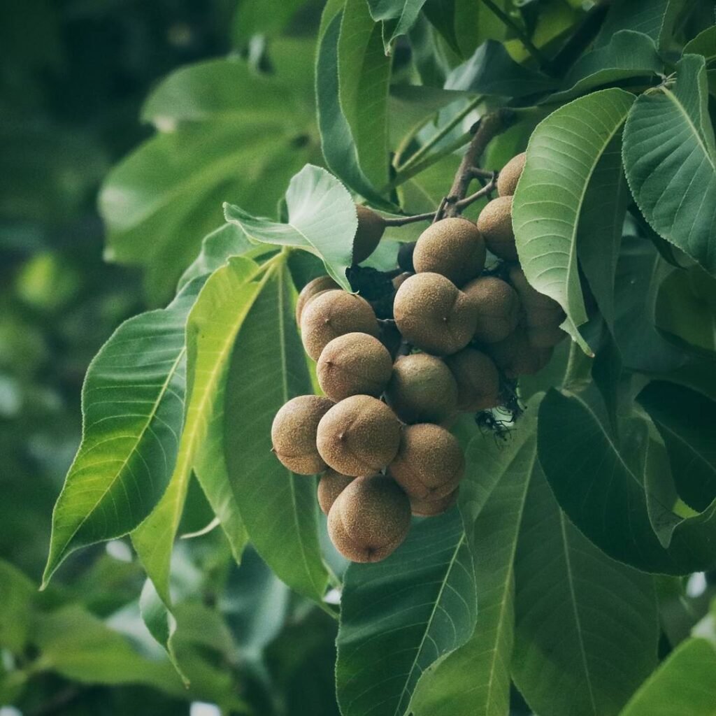 15 Popular Types Of Aesculus Pictorial Guide