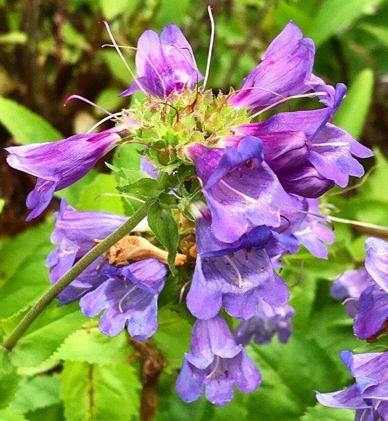 30 Popular Types Of Penstemon Pictorial Guide