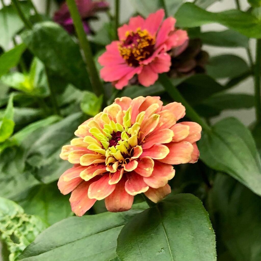16 Popular Types Of Zinnia Pictorial Guide