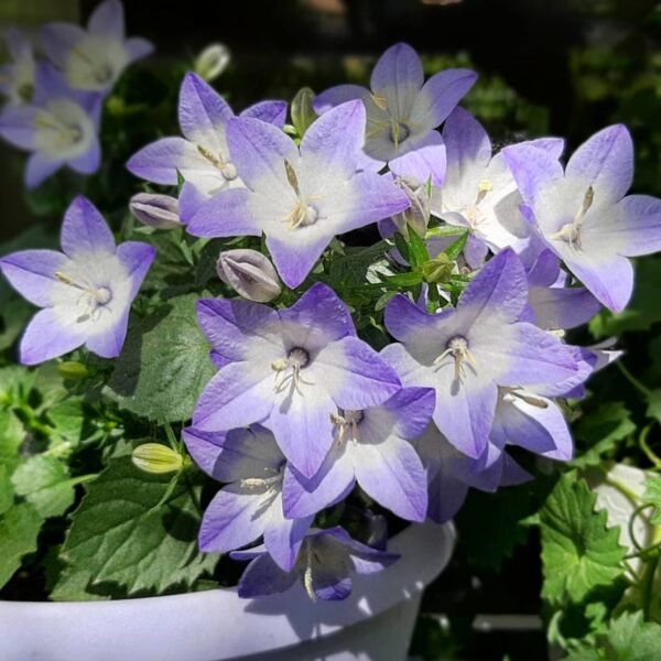 20 Popular Types Of Campanula Pictorial Guide