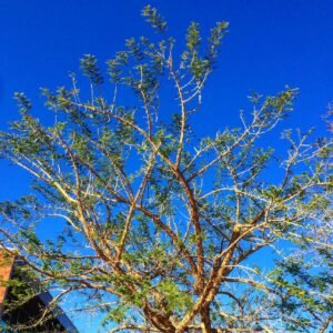 30 Popular Types Of Acacia Pictorial Guide