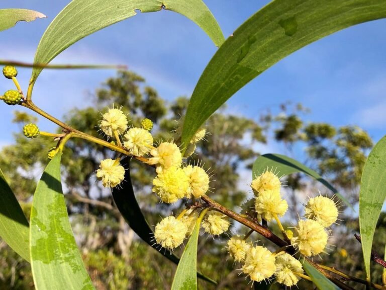 30 Popular Types Of Acacia Pictorial Guide