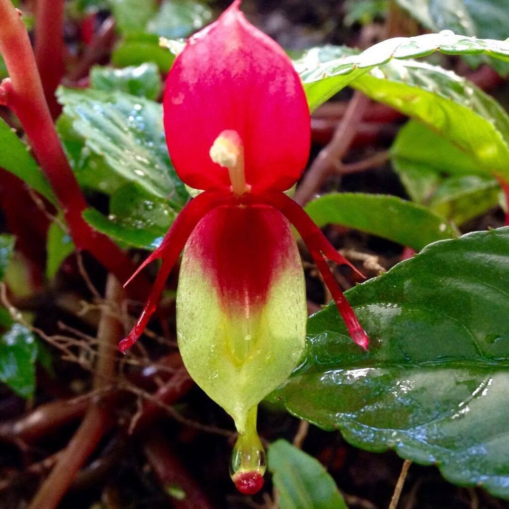 29 Popular Types Of Impatiens Pictorial Guide