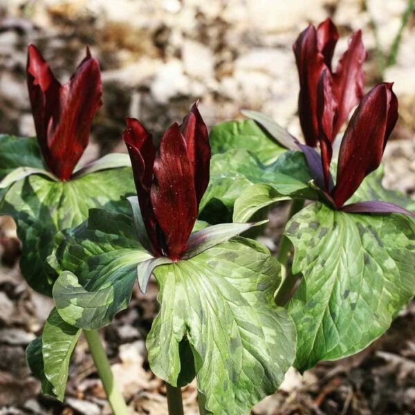 20 Popular Types Of Trillium Pictorial Guide