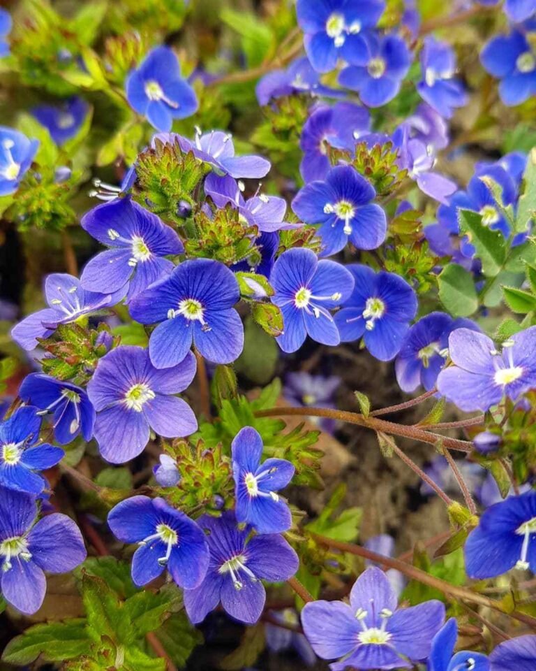 30 Popular Types Of Veronica Pictorial Guide