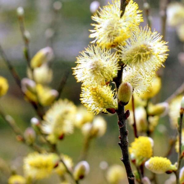20 Popular Types Of Salix Pictorial Guide