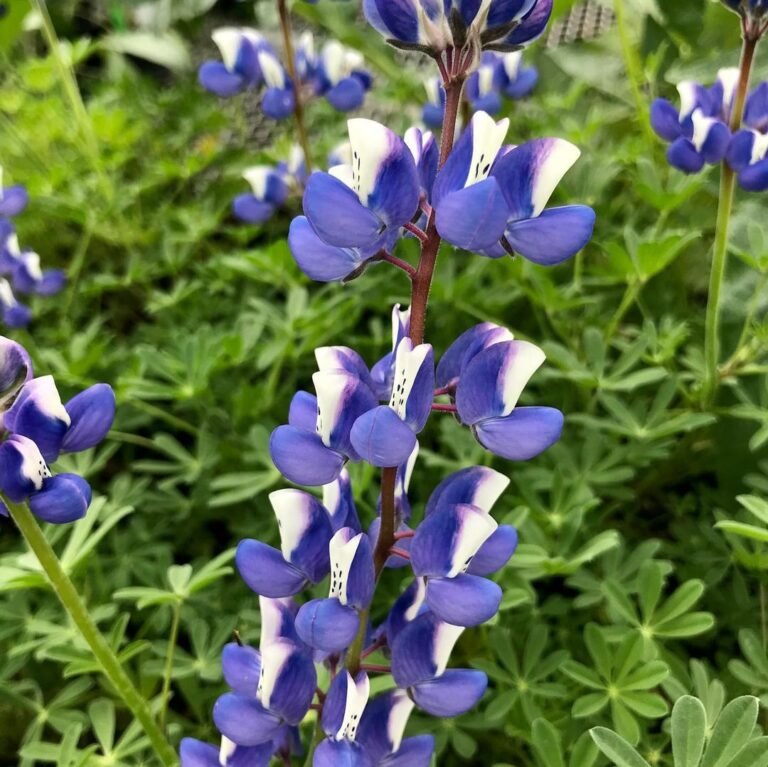 20 Popular Types Of Lupinus Pictorial Guide