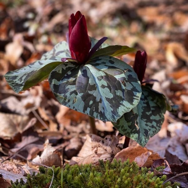 20 Popular Types Of Trillium Pictorial Guide