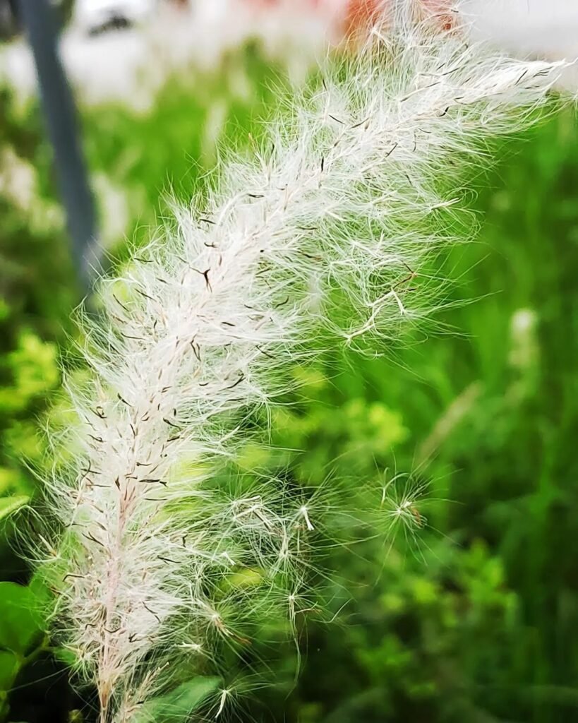40 Popular Types Of Poaceae Pictorial Guide