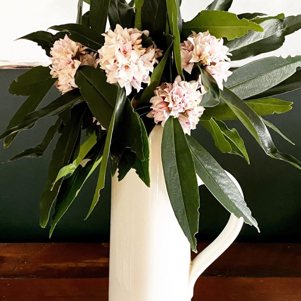 18 Popular Types Of Daphne Pictorial Guide