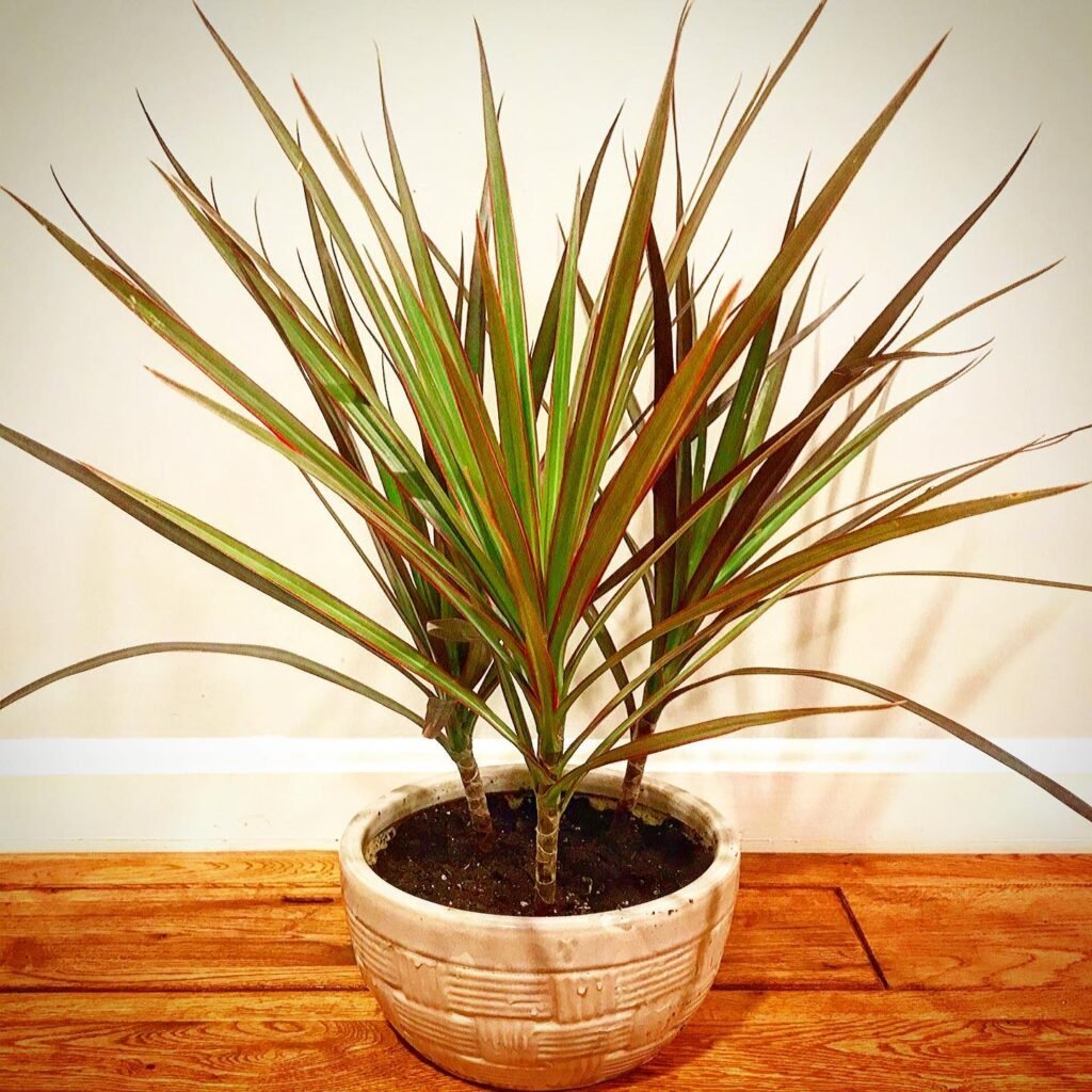 The Madagascar Dragon Tree: A Hardy Houseplant With Exotic Flair