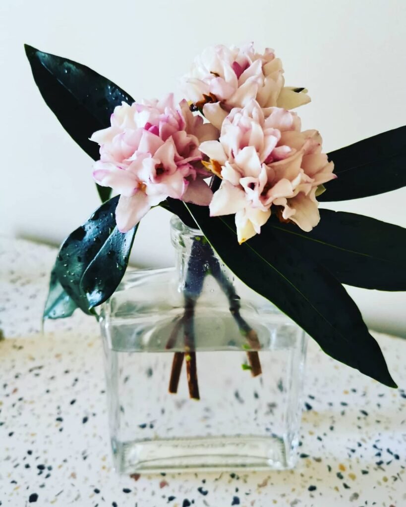 18 Popular Types Of Daphne Pictorial Guide
