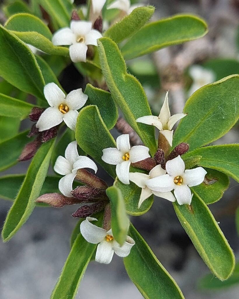 18 Popular Types Of Daphne Pictorial Guide
