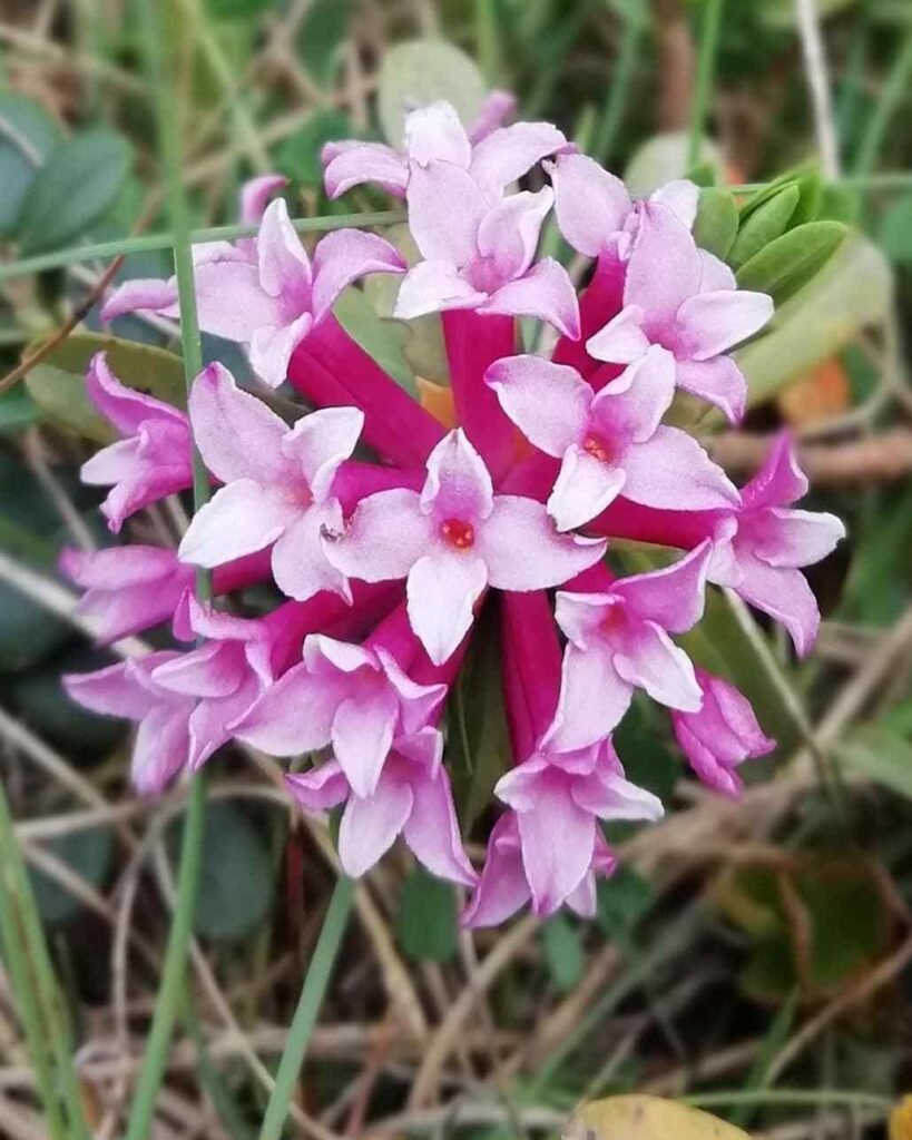 18 Popular Types Of Daphne Pictorial Guide