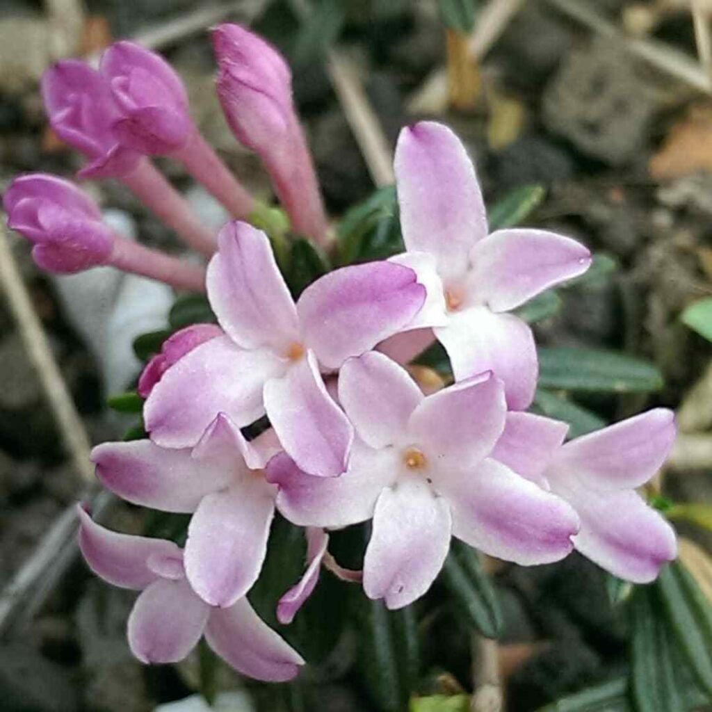 18 Popular Types Of Daphne Pictorial Guide