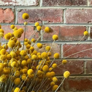 The Ultimate Guide To Growing and Caring for Billy Balls: Your ...