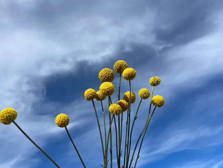 The Ultimate Guide To Growing and Caring for Billy Balls: Your ...