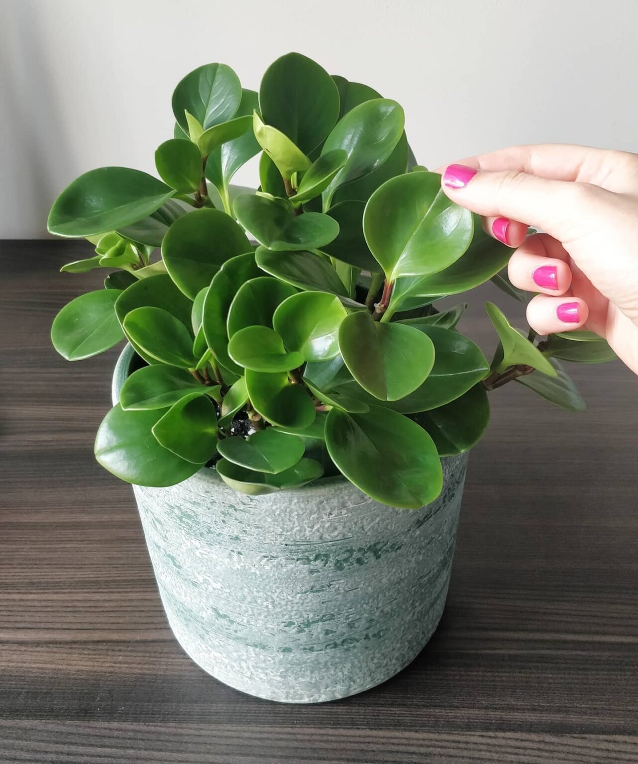 The Ultimate Guide To Cultivating Peperomia: The Perfect Indoor Companion